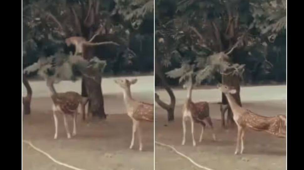 Emotional Animal Video: Monkey Helps Deer Eat Leaves like this ...