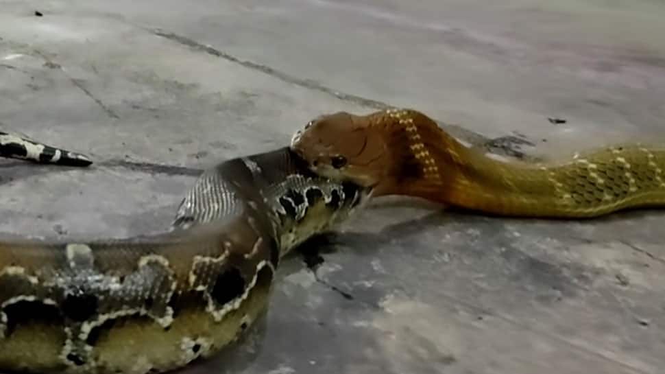 GOLDEN KING COBRA SNAKE eats BIG PYTHON SNAKE video goes viral| ராட்சத ...