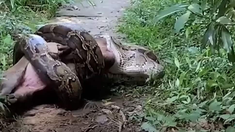 Most Savage Moments Of Pythons Hunting And Eating Animals Alive video ...