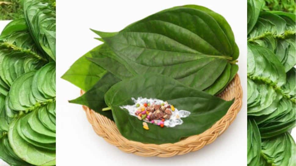 Amazing Health Benefits of Betel Leaves | தினமும் வெற்றிலை பாக்கு ...