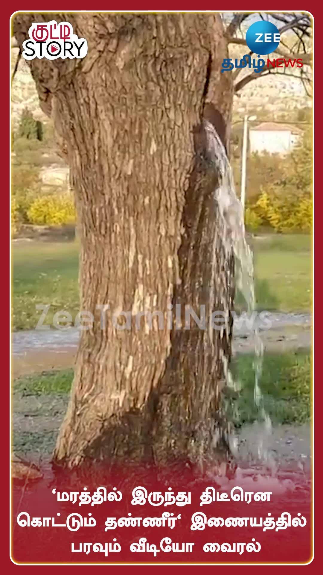 Video of Water emerges from a mulberry tree is Viral | மரத்தில் இருந்து ...