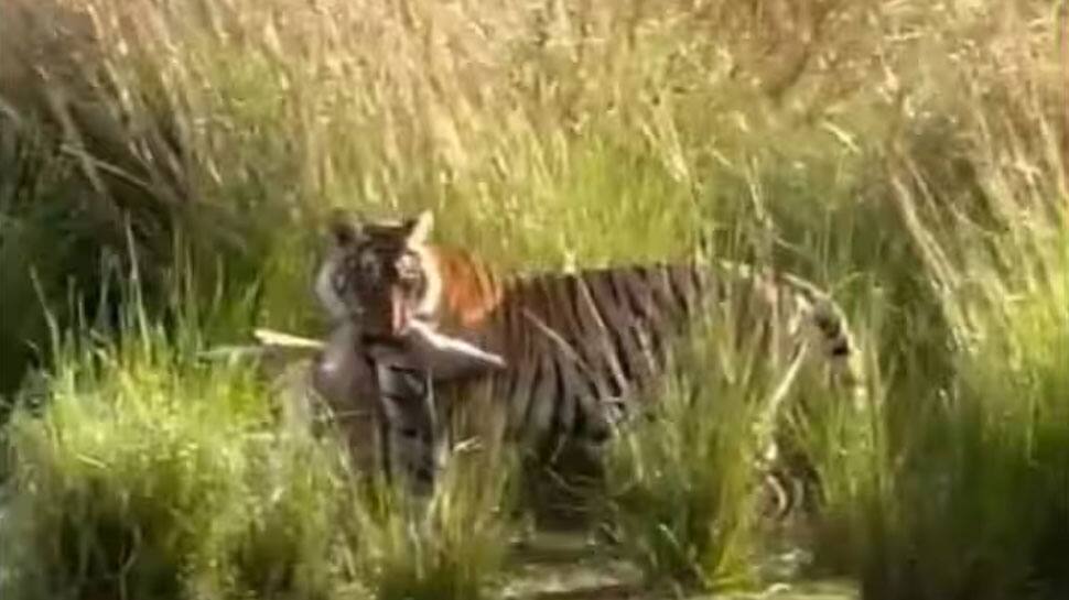Shocking Viral Video Of Tiger VS Deer | புதர்களுக்குள் மறைந்திருந்த ...