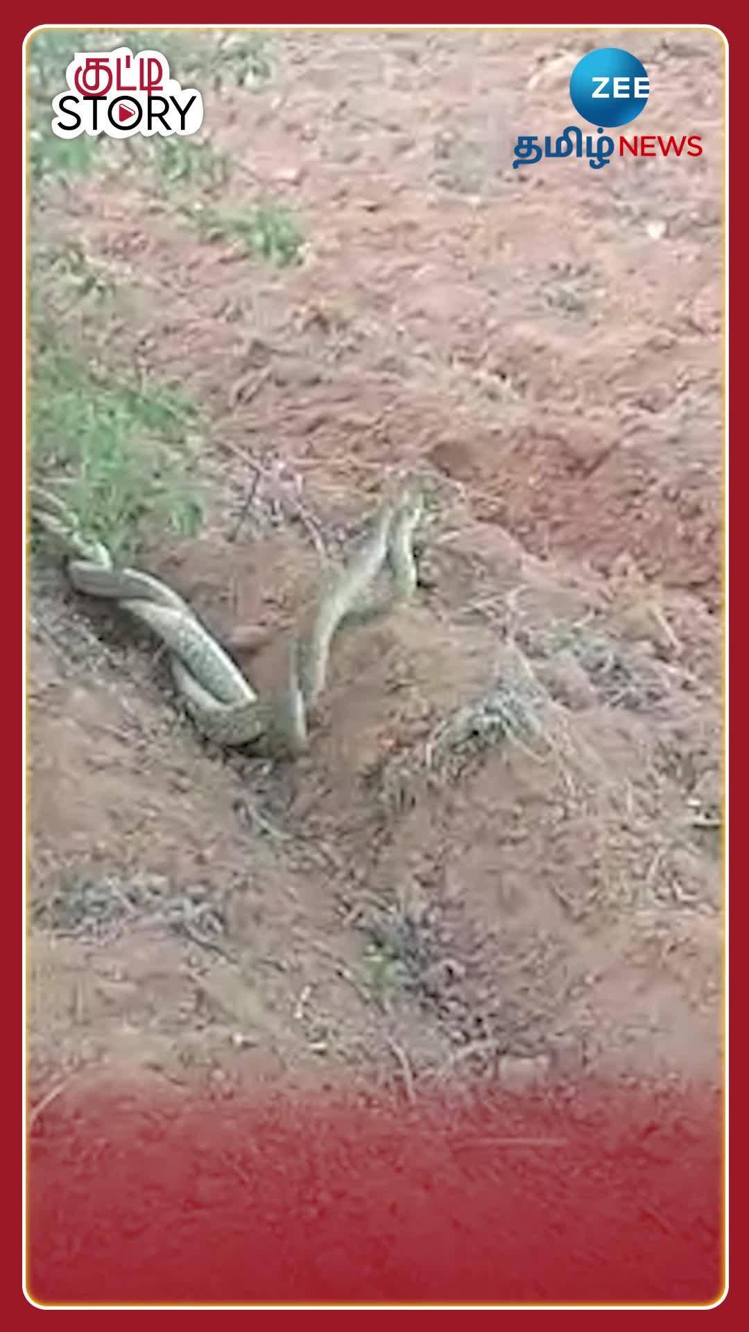 Viral video captures romantic encounter between snakes caught on camera ...