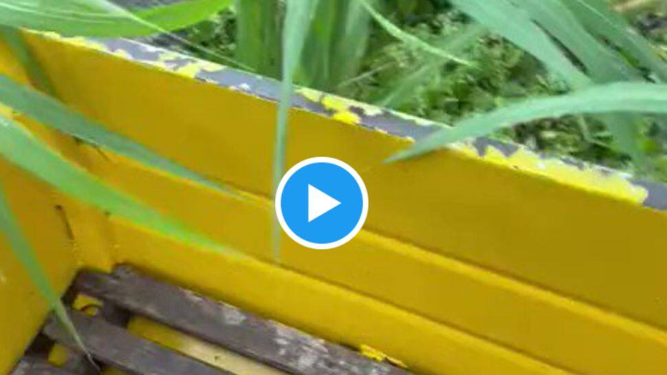 Viral Video: Giant Burmese Python Spotted on the Side of a Boat | படகு ...