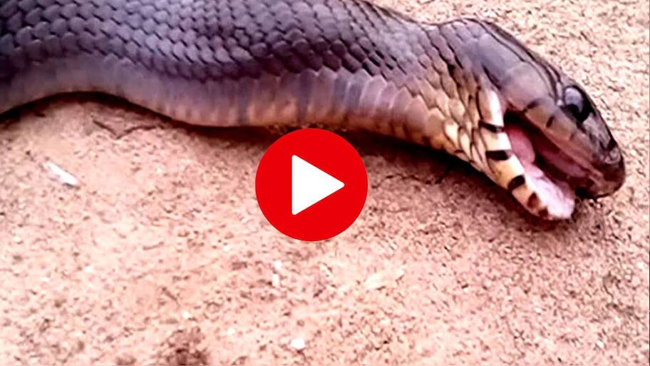 Snake Viral Video | இது உலக மகா நடிப்புடா சாமி.. தொட்டதும் மயங்கி ...