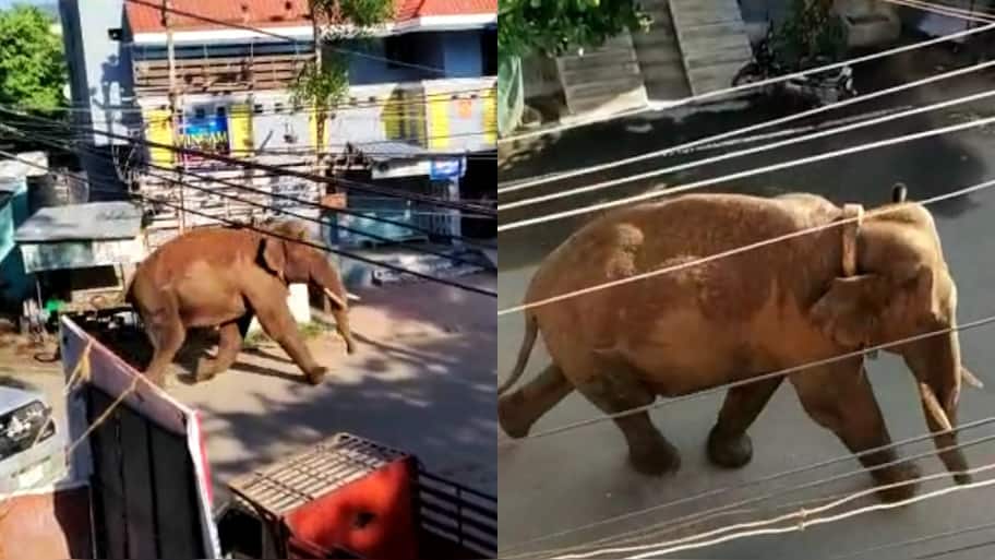 Shocking Ari Komban Elephant Attack Video In Theni Kambam 144 Imposed ...