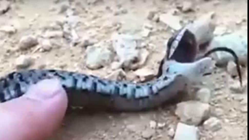 Laughing snake video goes viral: Watch the hilarious moment | Viral ...