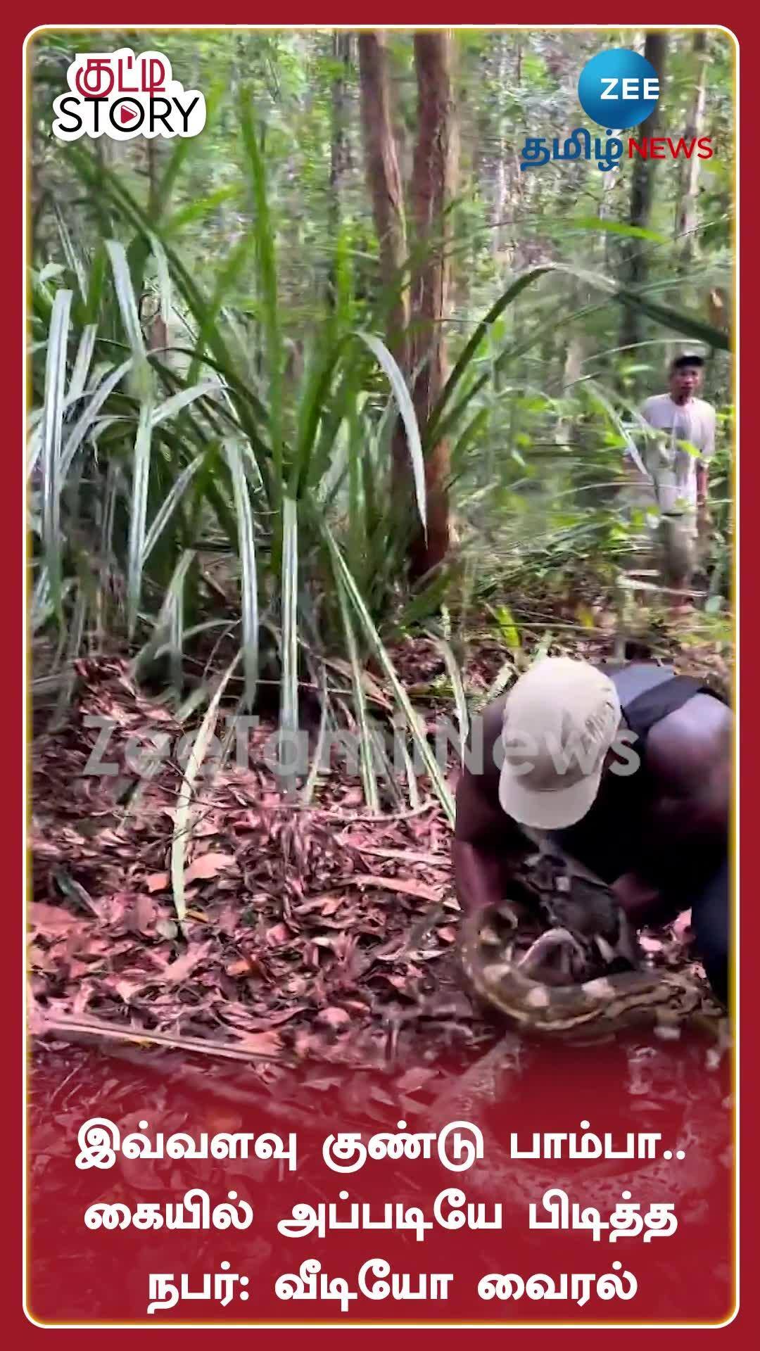 Man caught dangerous python then what happened shocking video viral | கையால் 20 அடி மலைப்பாமப்பை ...