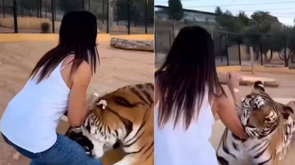 Scary Animal Viral Video: Tiger Grabs Girl's Hand in Jaws, Love or Hate? | கை, கால், தொடை ...