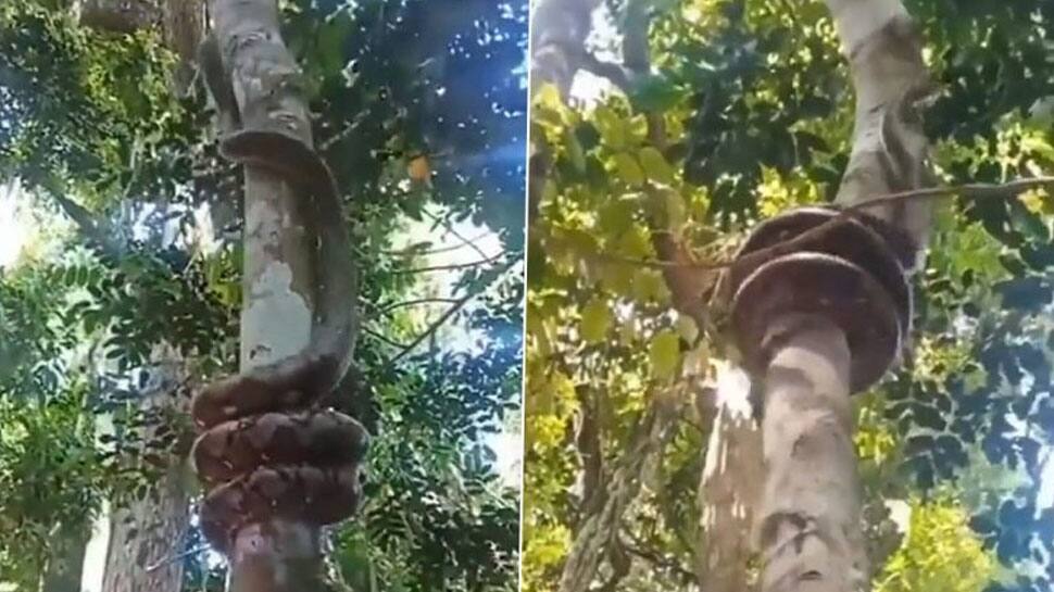 Venomous Python Tree Climbing Viral Video | என்னவொரு வேகம்.. பயங்கரமாக ...