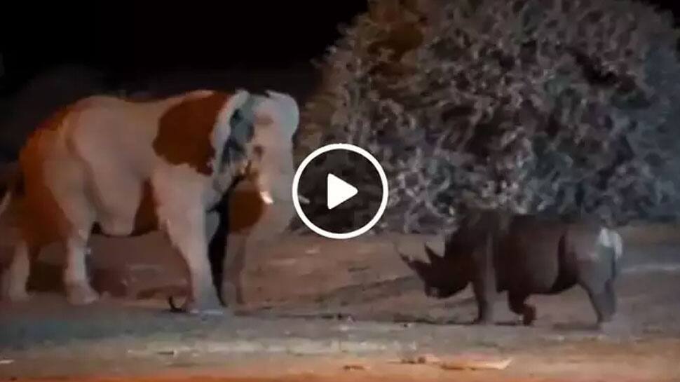 Elephant vs Rhino Fight Video | ரொம்ப பயங்கரம்.. யானையுடன் மோதும் காண்டாமிருகம்: வீடியோ வைரல் ...