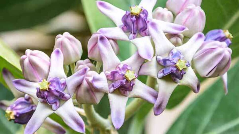 Did You Know Health Benefits Of Aak Leaves See Full Details Here ...