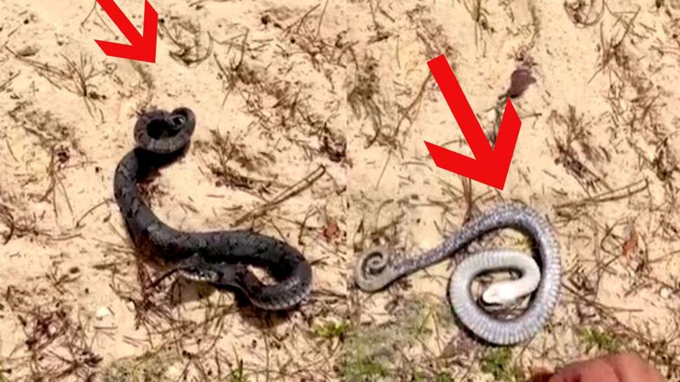 Snake Drama Viral Video | அடேங்கப்பா..இது உலக மகா நடிப்பு டா சாமி ...