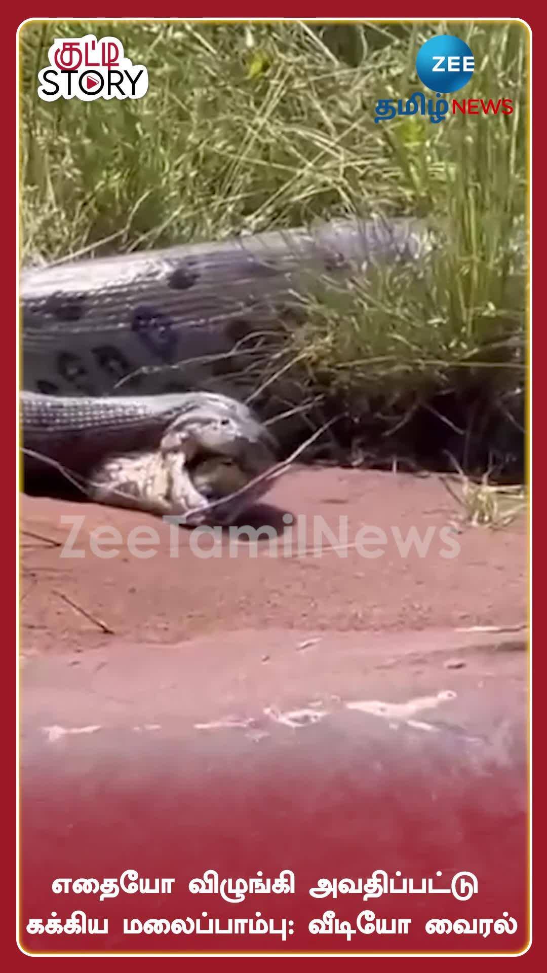 Python swallows a giant snake: video viral | எதையோ விழுங்கி அவதிப்பட்டு ...