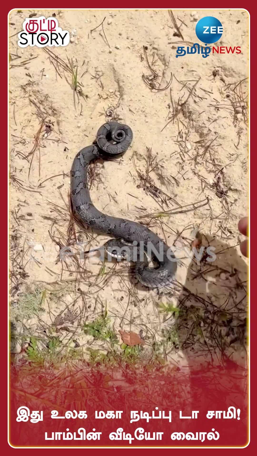 poisonous snake doing acting like dead when man touches: video viral ...
