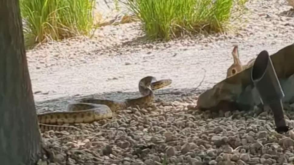 Rabbit Snake Fight Viral Video | வாடா நீயா நானா பாத்திரலாம்.. பாம்புடன் ...
