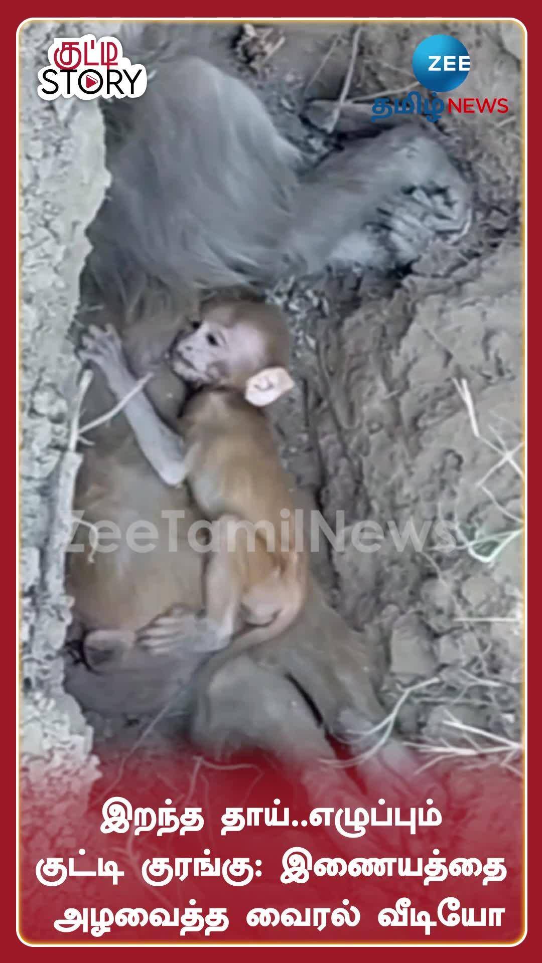 Emotional Viral Video: Baby Monkey Reaction to Mothers Death Breaks ...