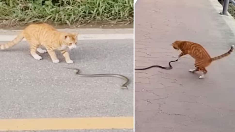 Cat Slaps Snake on Road: Shocking Viral Video, Netizens Stunned | பளார் ...