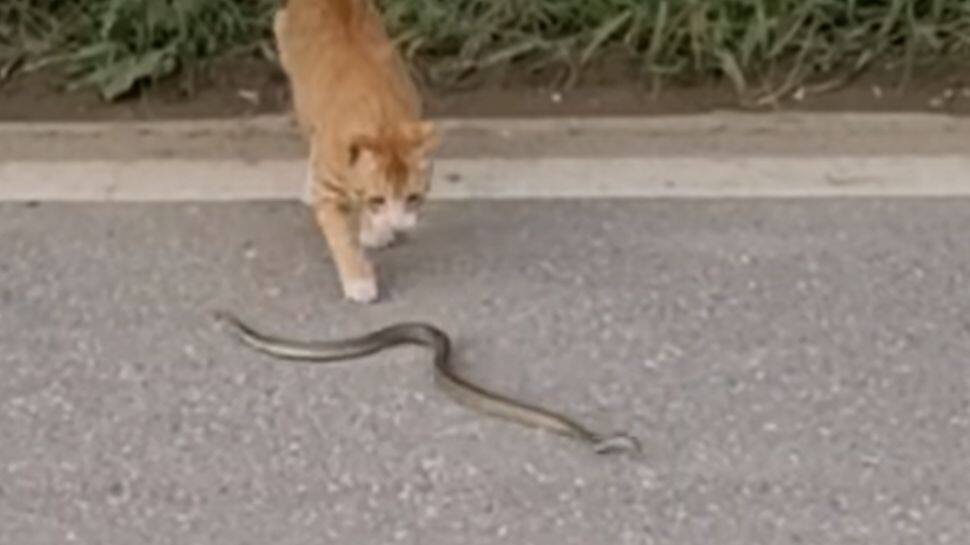 Cat vs. Snake: Watch This Brave Cat Take on a Deadly Predator ...