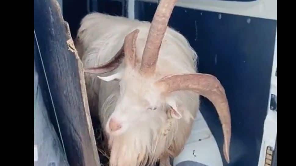 Goat Born with Three Giant Horns Stuns Viewers, Goes Viral on Twitter ...