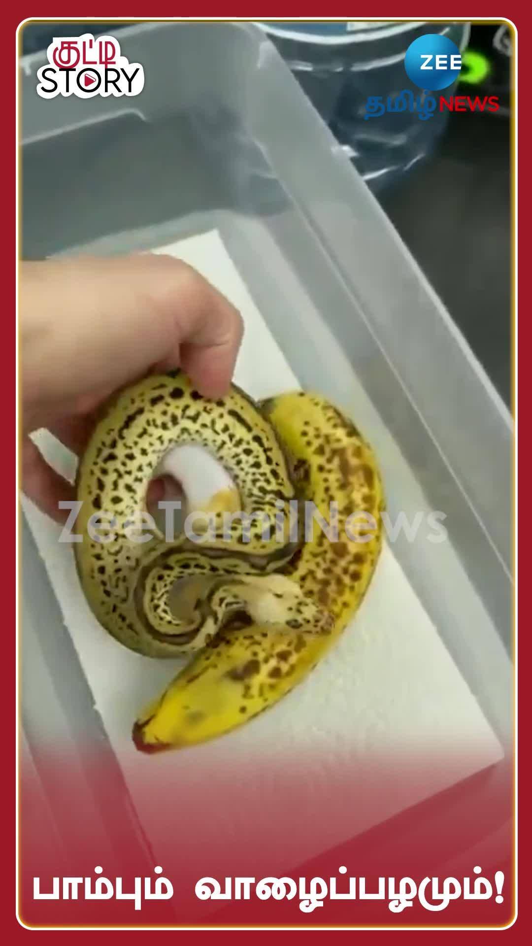 Viral Video of Python Snake Looking Like Banana | இது வாழைப்பழம் இல்லை ...