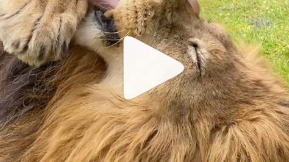 Lion Drinks Milk from Bottle in Viral Video | Heartwarming Footage ...