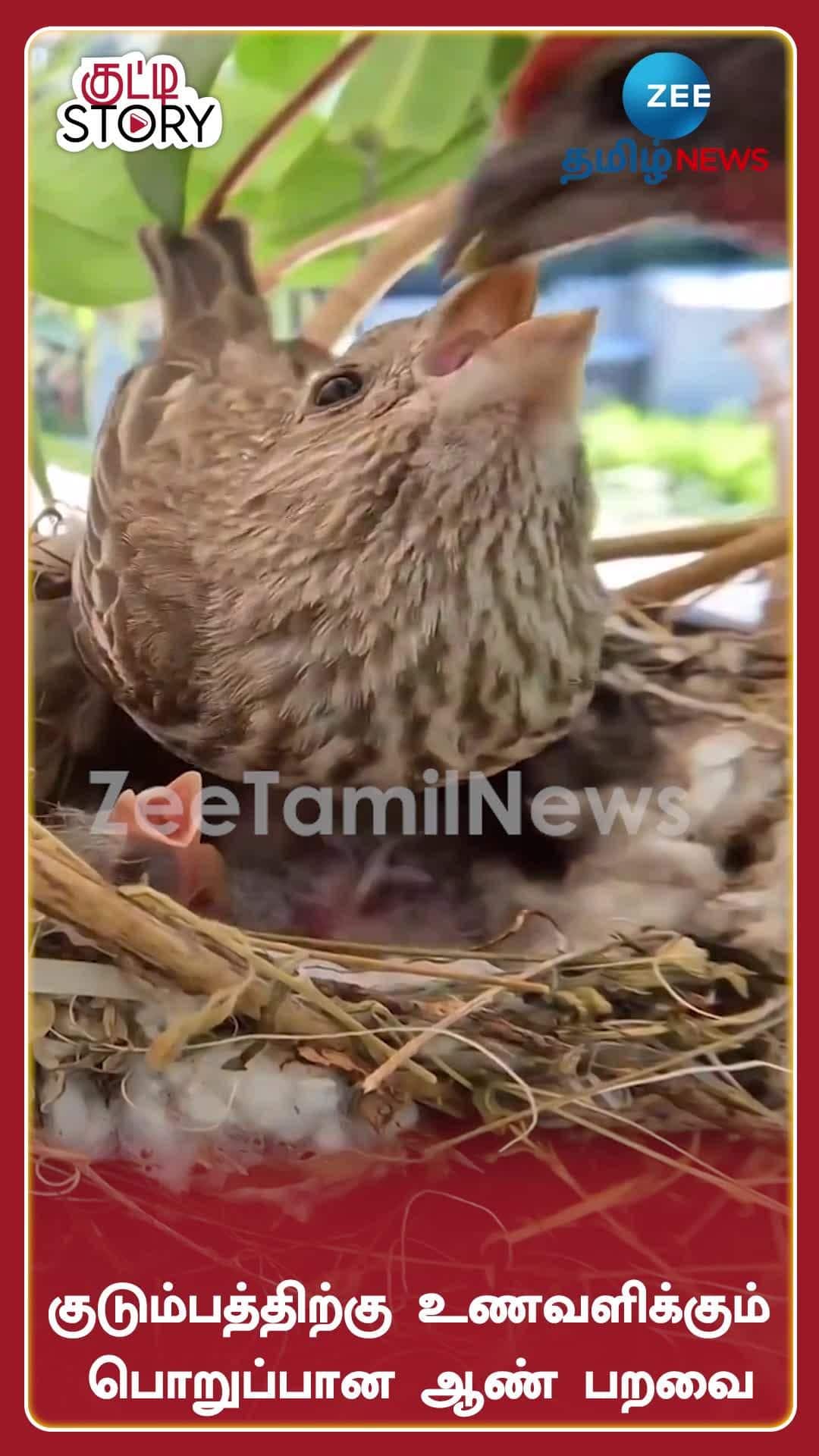 Viral Video of a Father Bird Feeding its Family | குடும்பத்திற்கே ...