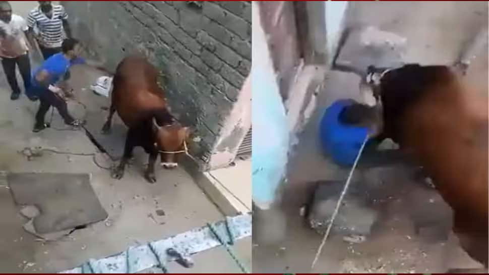 Shocking Viral Video: Cow Throws Man on Road as she kicks her | ஏய் ...
