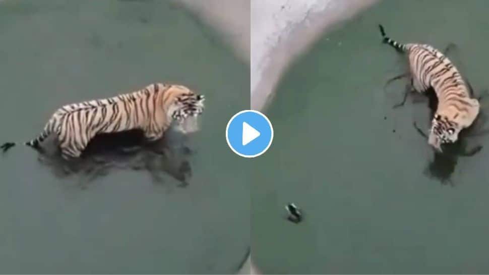 Unbelievable Viral Video: Tiger Fails To Catch Smart Duck | 'ஏய் இங்கே ...