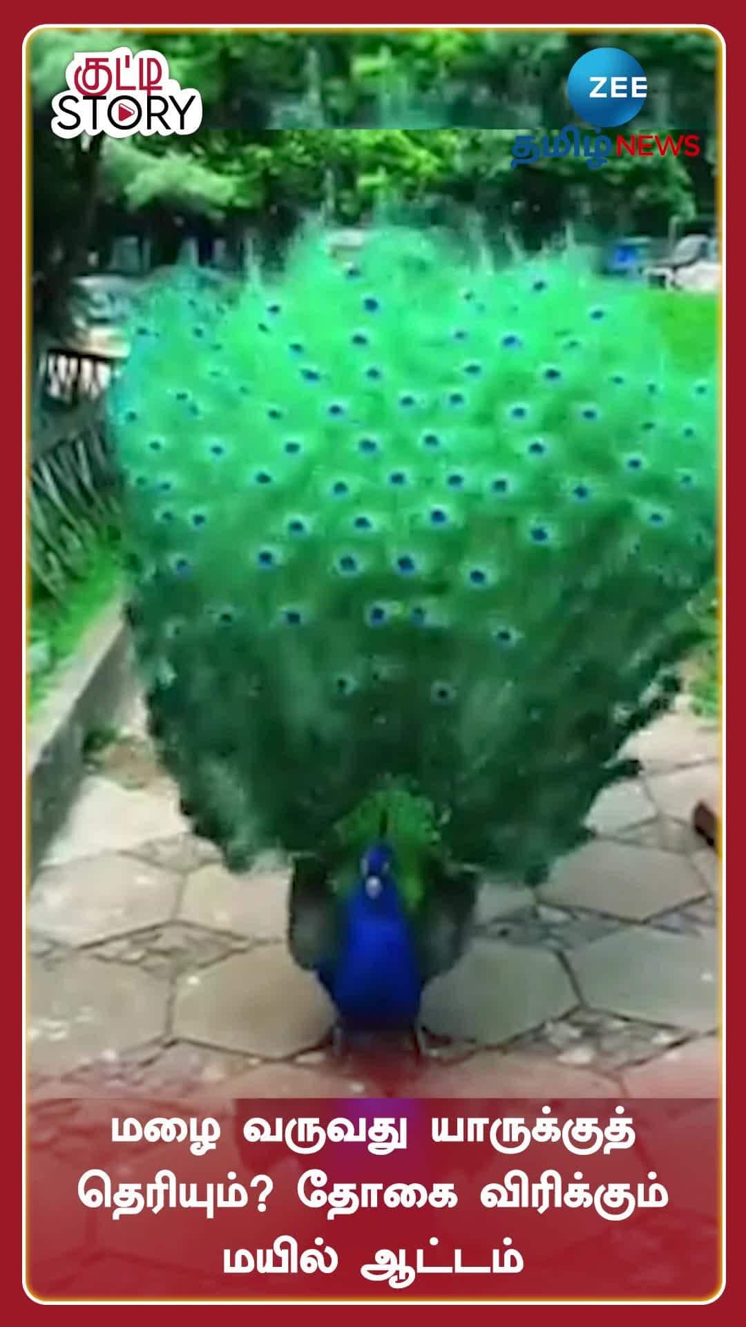 Peacock Dance Before Monsoon Starts Goes Viral | என்னோட டான்ஸ் எப்படி ...