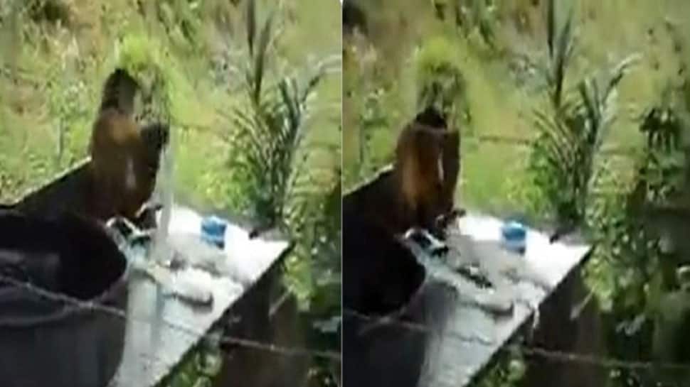 Monkey Washing Clothes Viral Video | துணி துவைக்கும் குட்டி குரங்கு ...