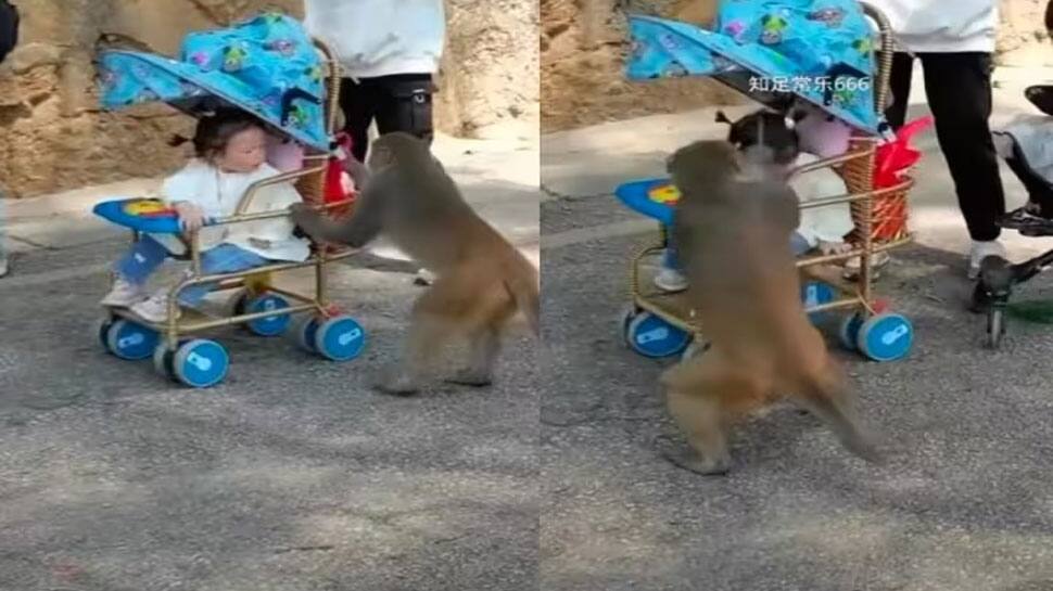 Scary Viral Video: Monkey Pulls Baby Girl's Hair for this Reason ...