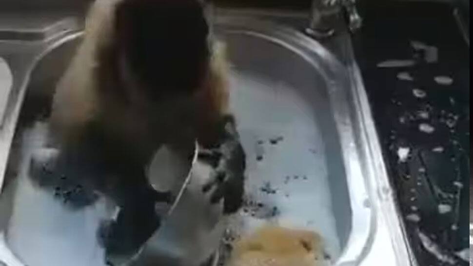Monkey Washing Utensils Video | பாத்திரங்களை பளபளக்க வைத்த குரங்கு ...