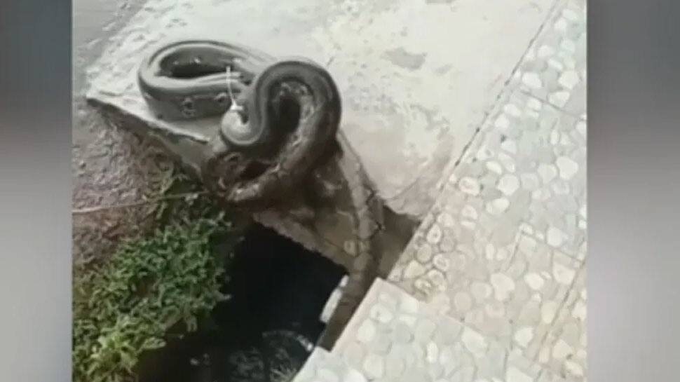 Snake Giant Python Video | வாய்க்காலில் சிக்கிய ராட்சத மலைப்பாம்பு ...