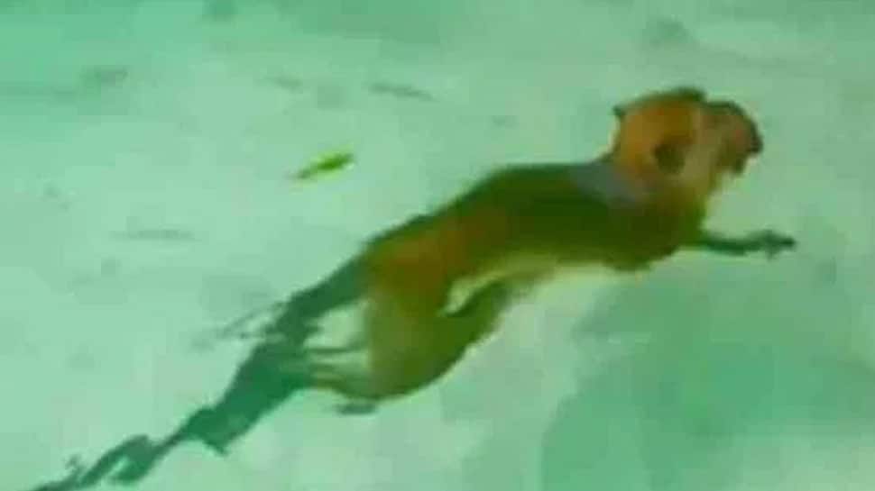 Monkey Swimming Viral Video | அட்ரா சக்க.. என்னமா நீச்சல் அடிக்குது ...
