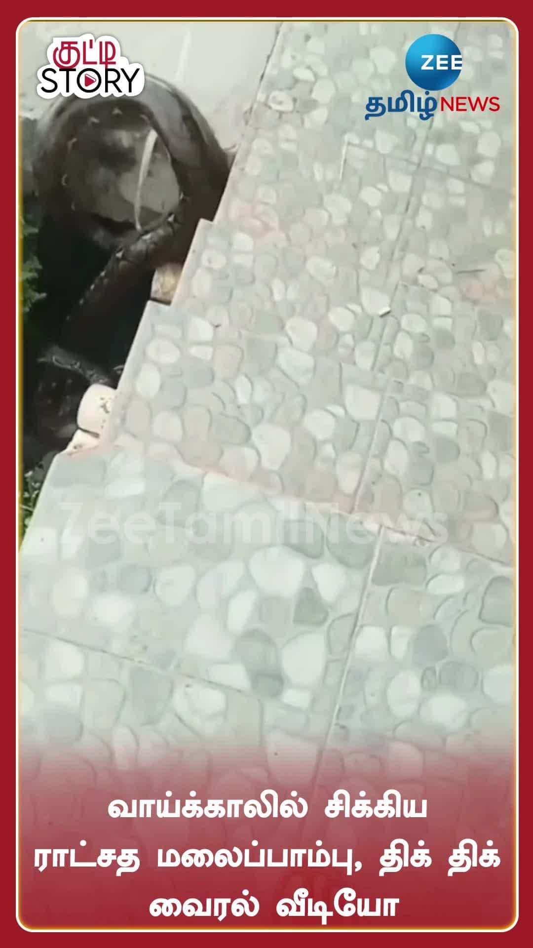 Giant python trapped in the drain: viral video | வாய்க்காலில் சிக்கிய ...