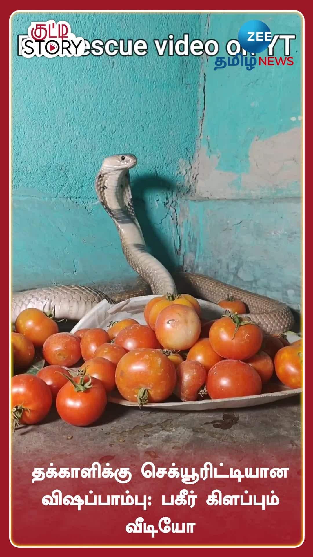 snake is protecting tomatoes: Viral Video | தக்காளிக்கு செக்யூரிட்டியான ...