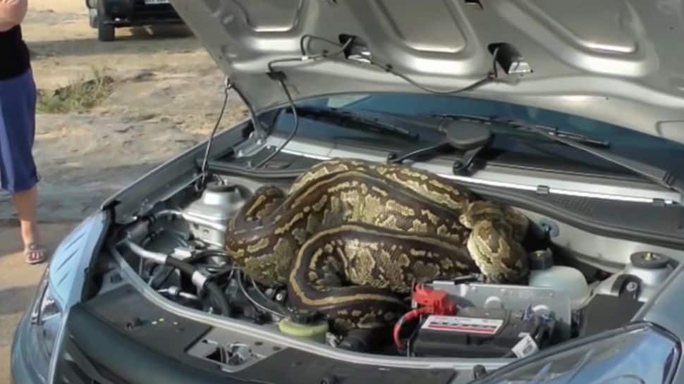 Tourists find giant python in car's engine: Video goes viral | காரின் ...