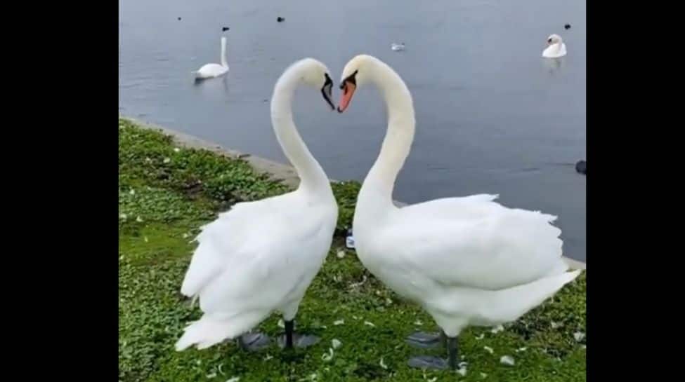 Watch the Romantic Dance of Two Swans near a Lake | Viral Video ...