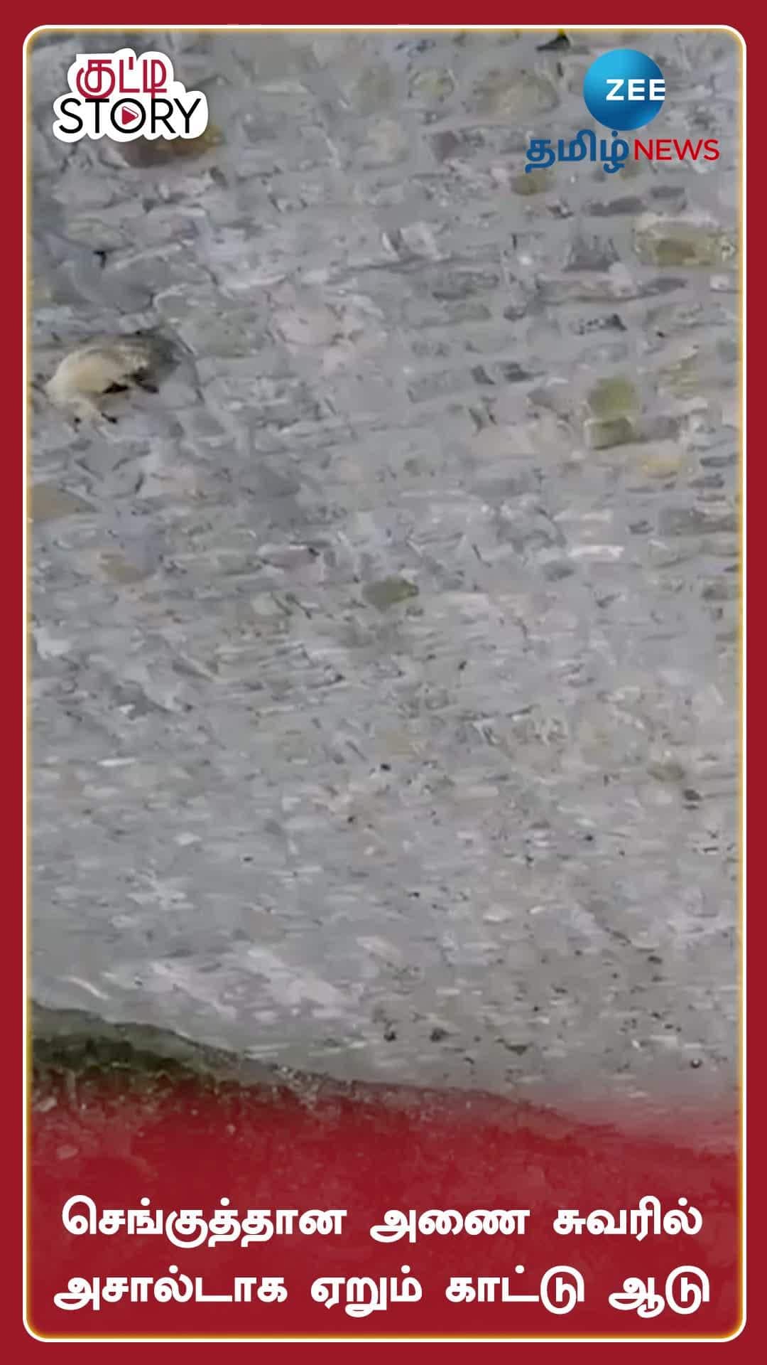 Viral Video of Ibex climbing on the wall of vertical dam | எப்புட்றா ...