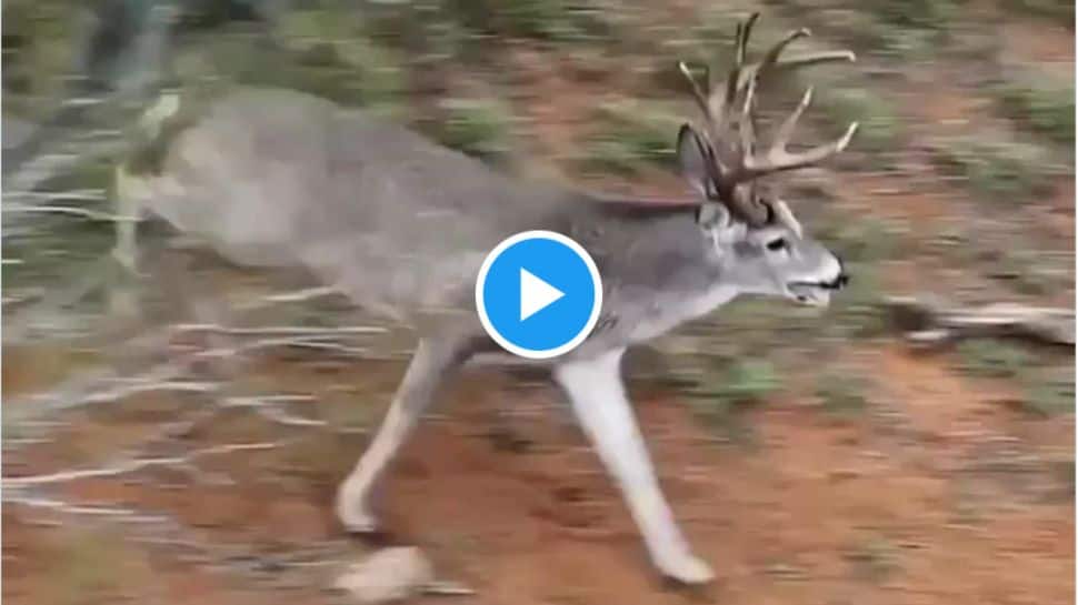 Deer Takes Incredible Leap Over Road Watch Viral Video | ’ஏலே ஒலிம்பிக் ...