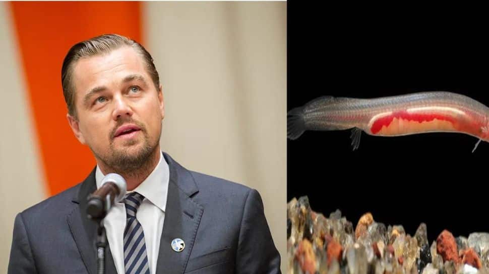 Leonardo Dicaprio Appreciates Indian Pathala Eel Loach From Kerala ...