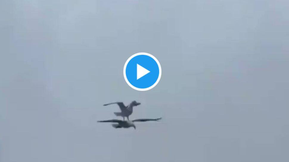 Video of Friendly Birds Tricking in the Sky Goes Viral | ’என் ...
