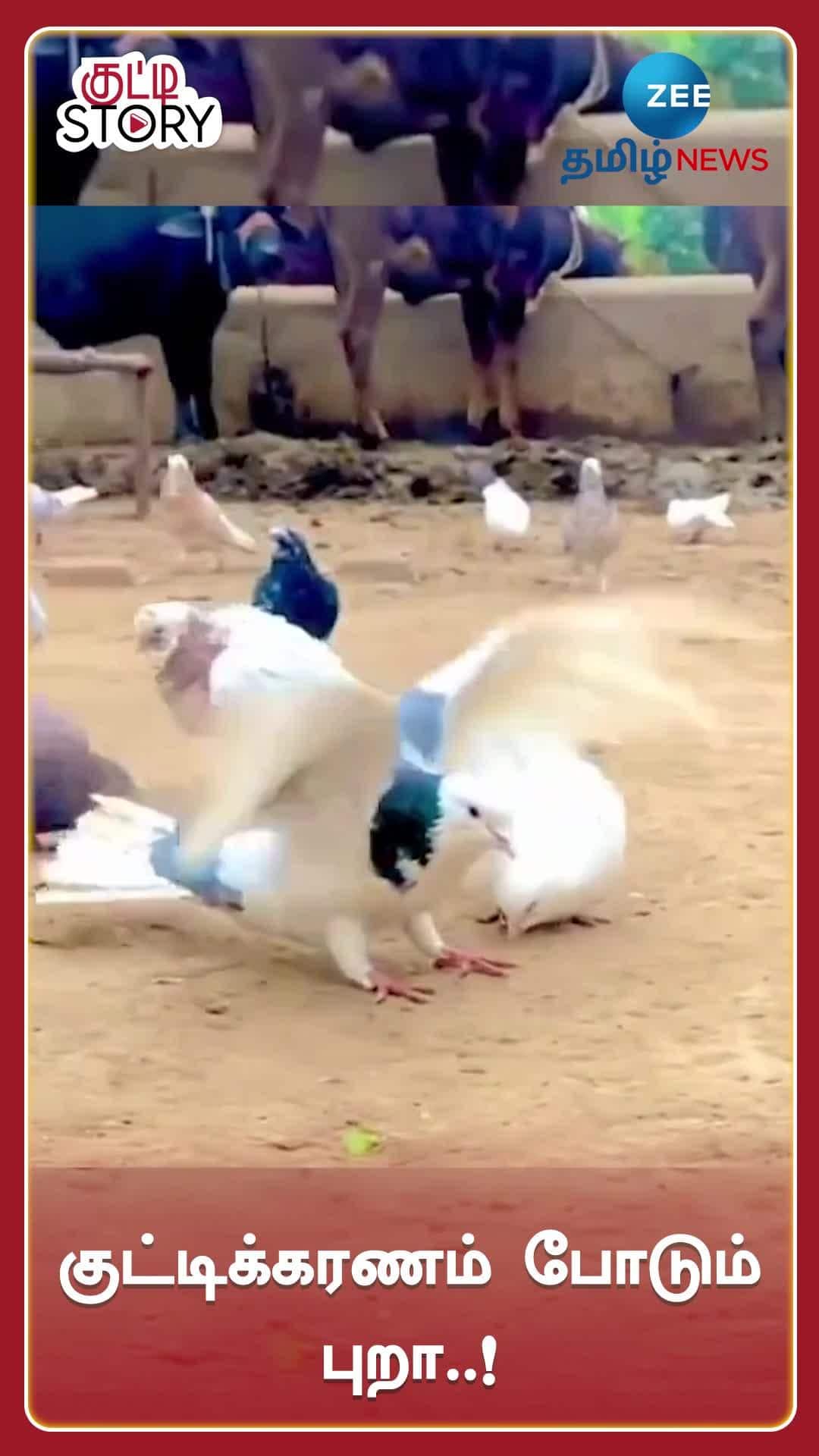 Viral Video of Pigeon Performing Somersault | பறக்க மட்டும் இல்லை ...