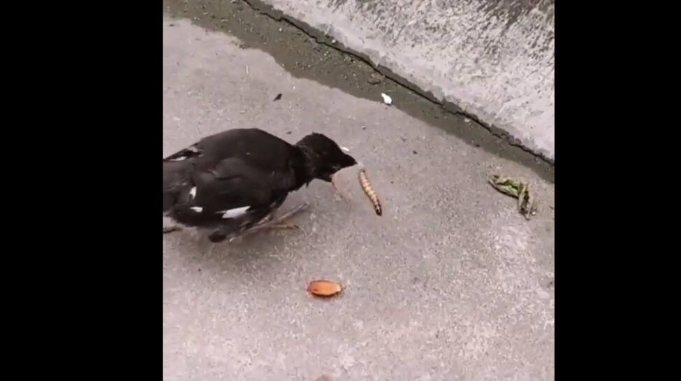 Viral Video of Baby Bird Struggling to Catch a Worm | Viral Video ...