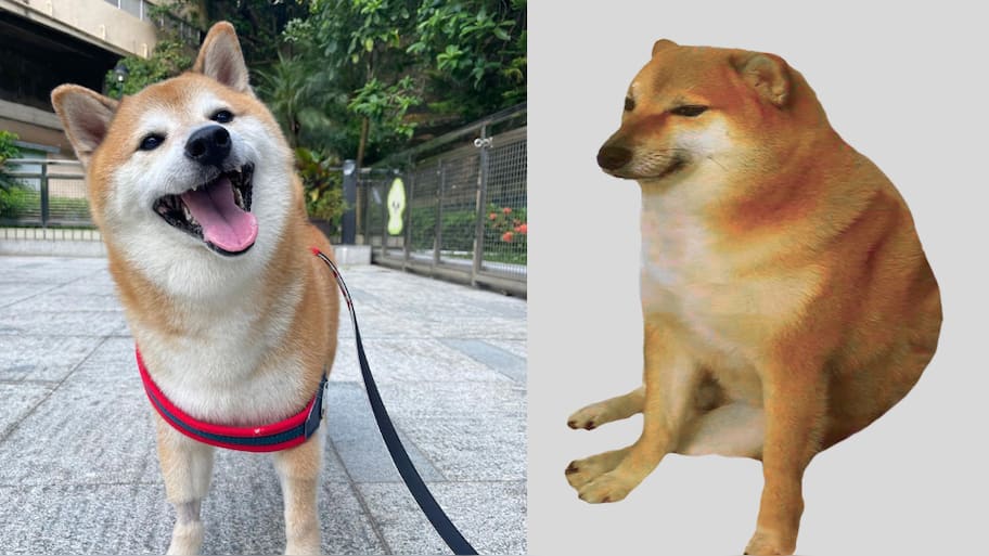 Shocking Memes Fame Cheems Dog Died Confirmed By The Owners Balltze ...