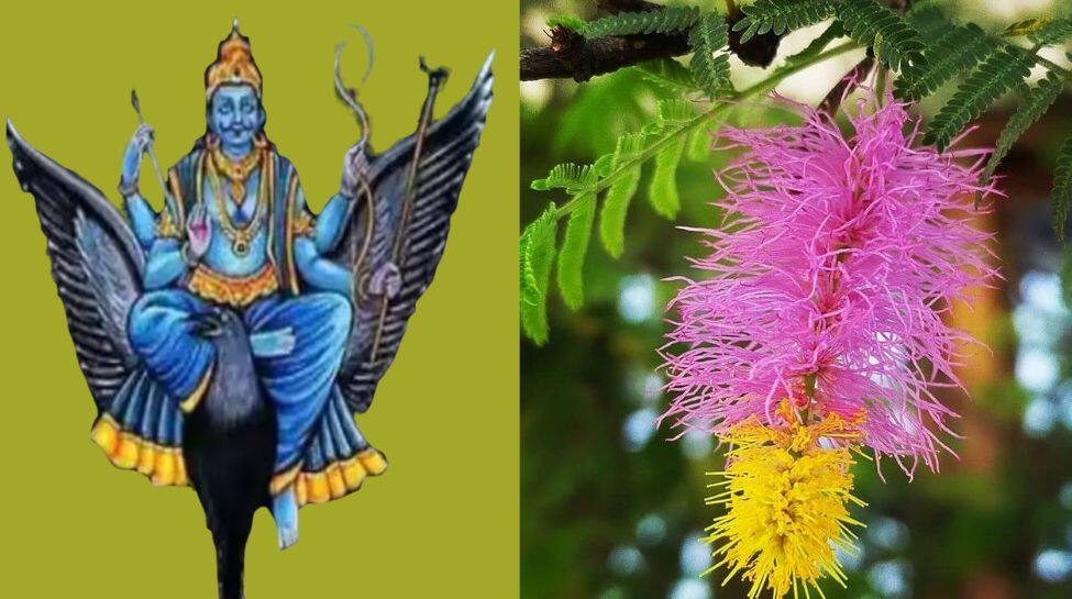 Get the Blessings of Lord Shani and Kuber by Planting Vanni Plant ...