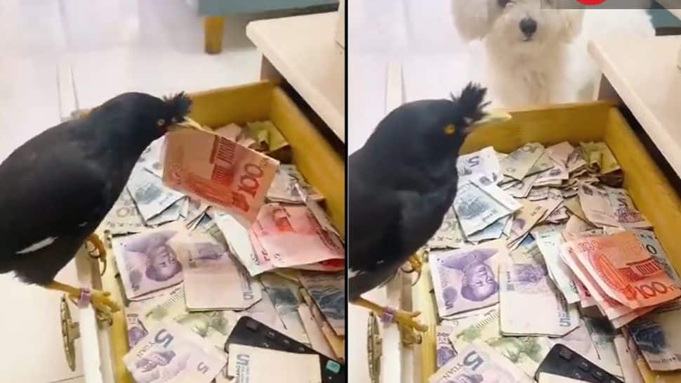 Unbelievable!! Crow Steals Money and Hides Under Owner's Bed | கரன்சி ...