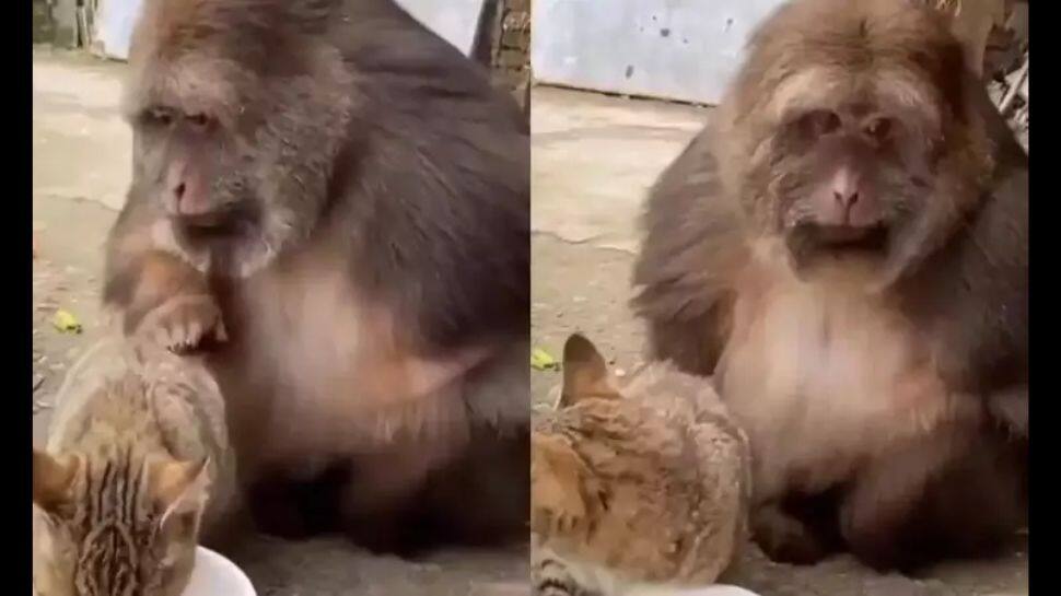 Funny Viral Video: Monkey Carassed Cat as it Eats Ice Cream | ஐஸ்க்ரீம் ...