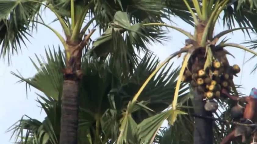 Tn Government Soon To Allow For Palm Tree Alcohol In Tamilnadu ...